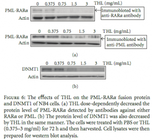 Efek TXL pada Protein Fusion PML-RAR Alpha | TXL Phytoceutical Obat ...